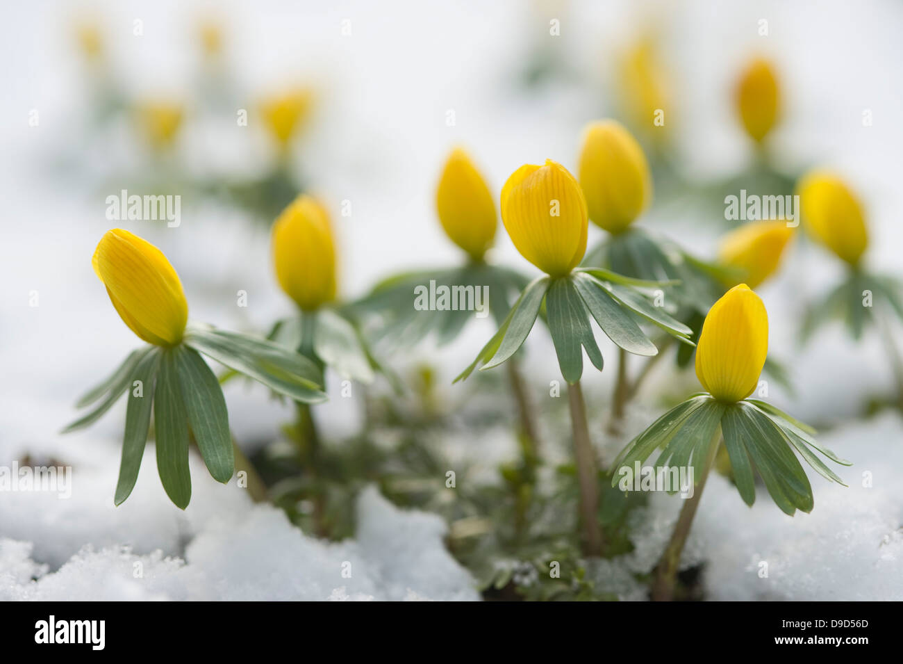 Germany, Bavaria, Winter aconite in snow Stock Photo - Alamy