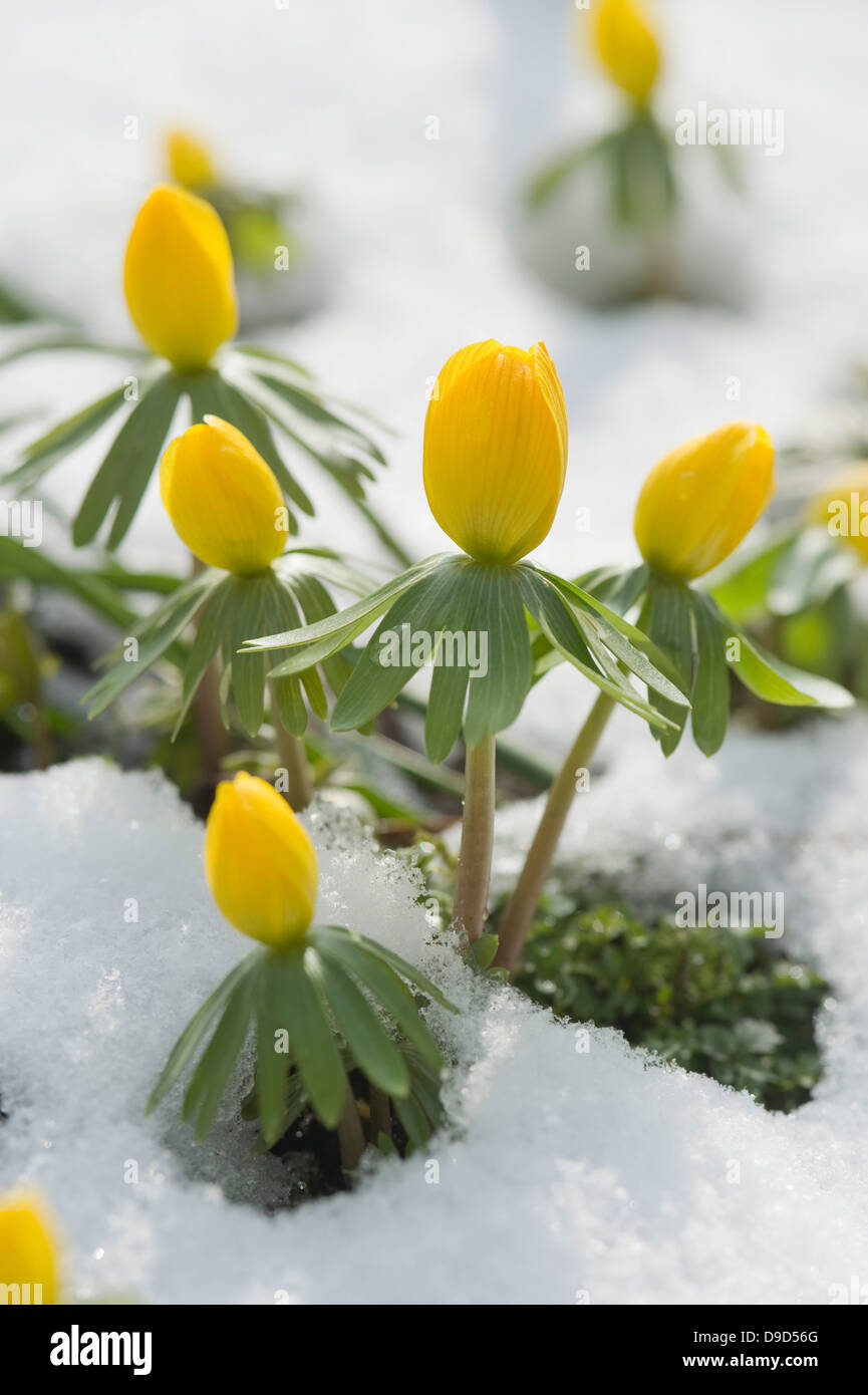Germany, Bavaria, Winter aconite in snow Stock Photo - Alamy