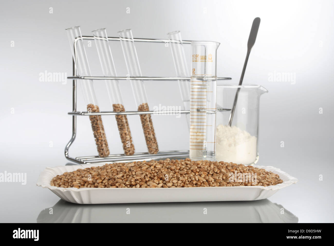 Wheat from the lab Stock Photo - Alamy