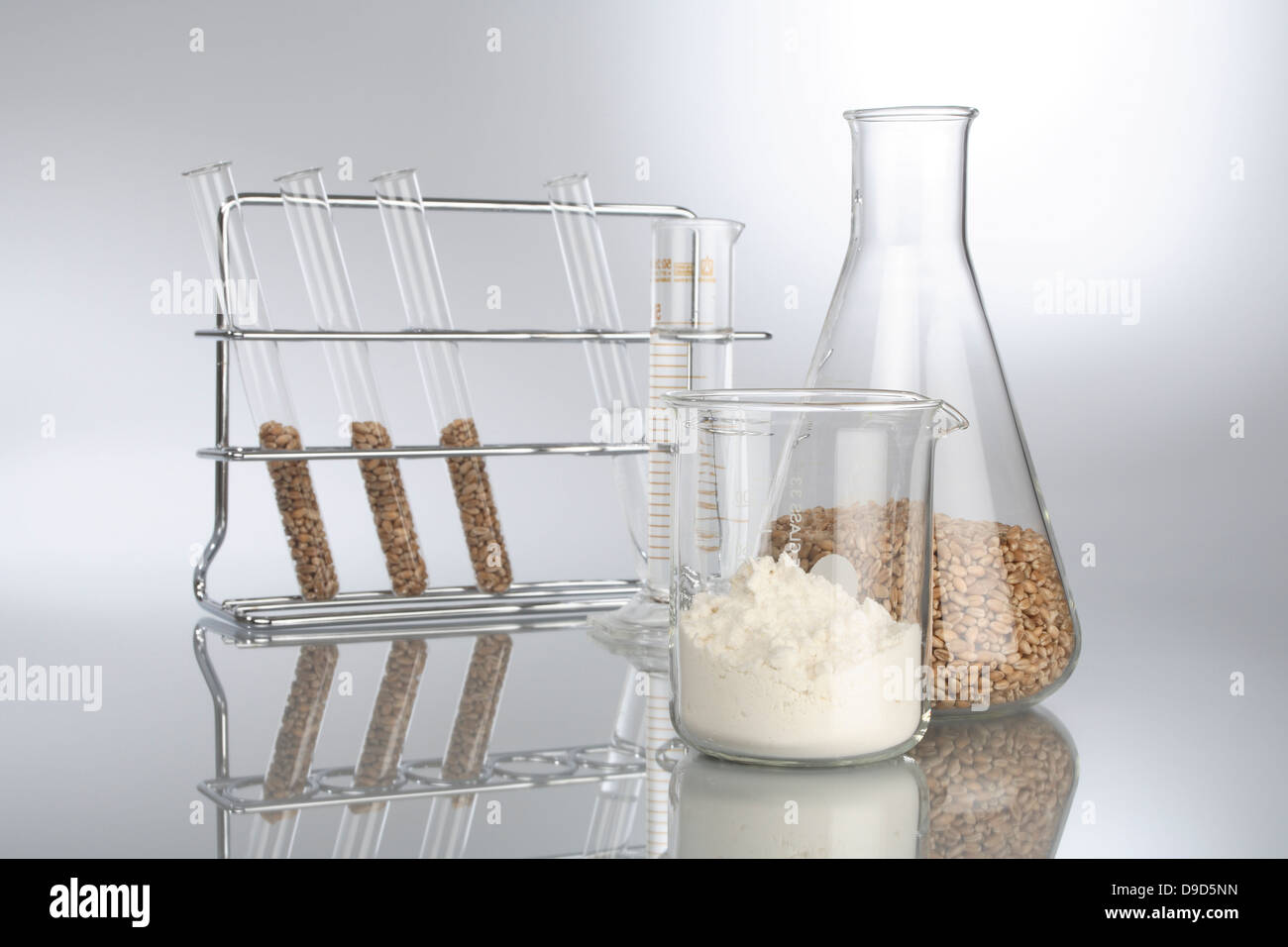 Wheat from the lab Stock Photo - Alamy