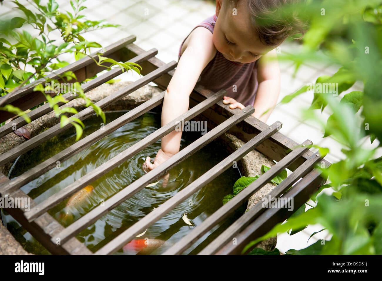 Male toddler reaching into fishpond Stock Photo - Alamy