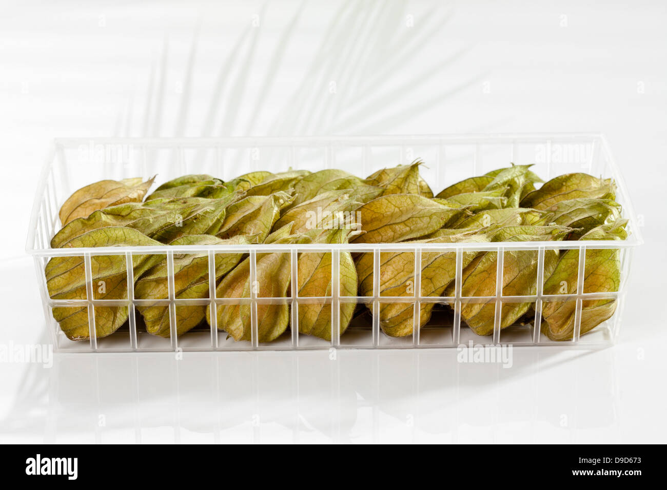 Physalis in plastic box, close up Stock Photo - Alamy