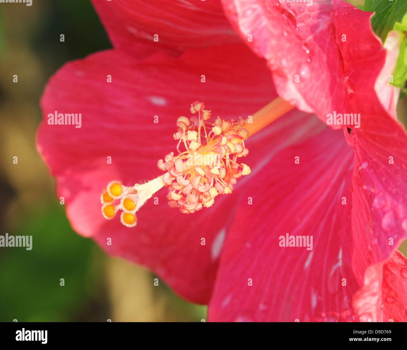 close-up of pink hibiscus flower pollen Stock Photo - Alamy
