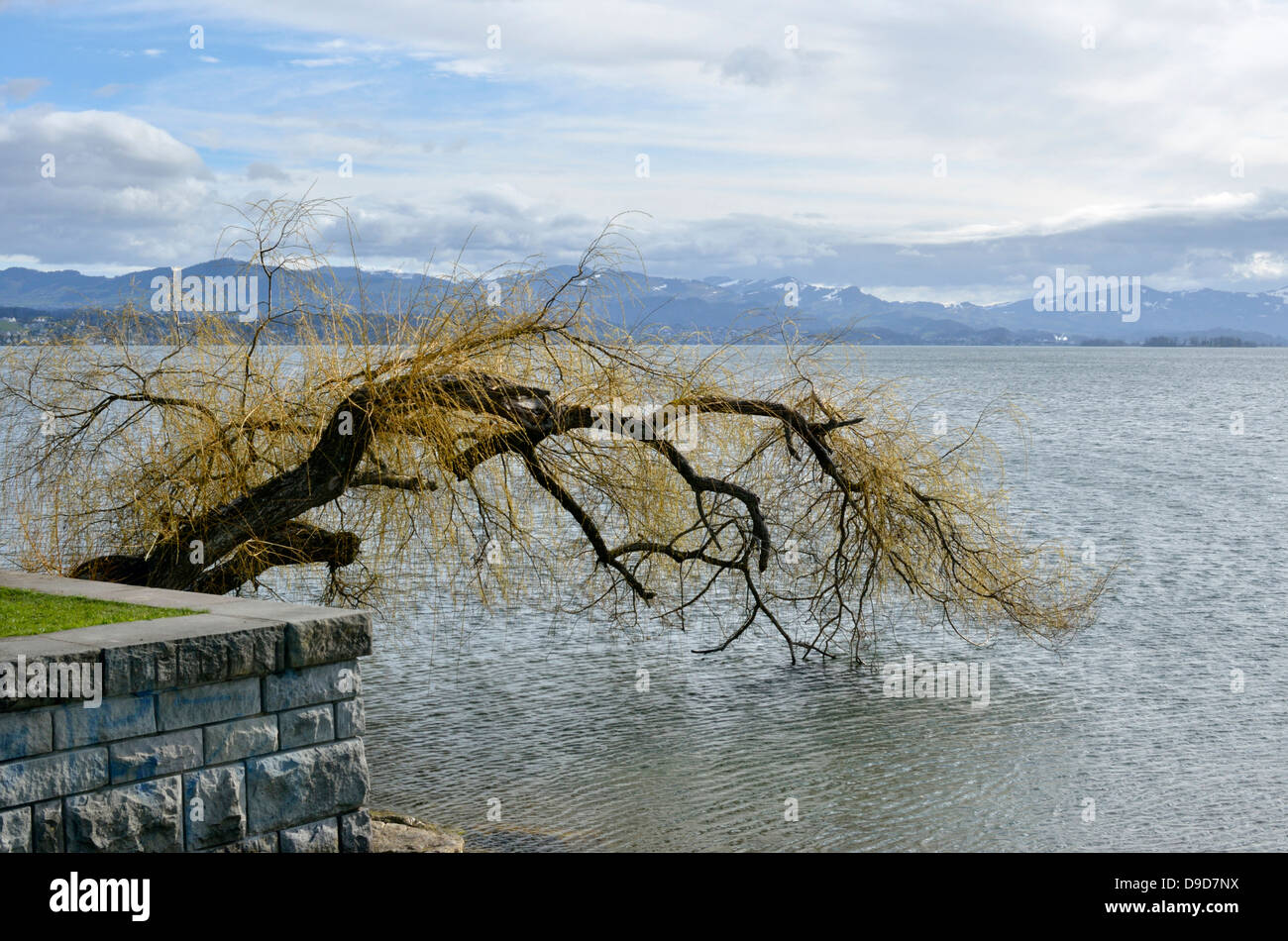 Tree falling into a lake Stock Photo - Alamy
