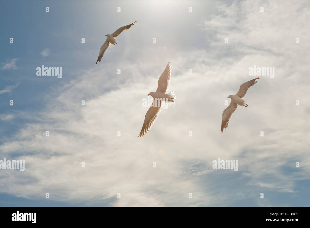 Three seagulls flying overhead in blue sky Stock Photo - Alamy