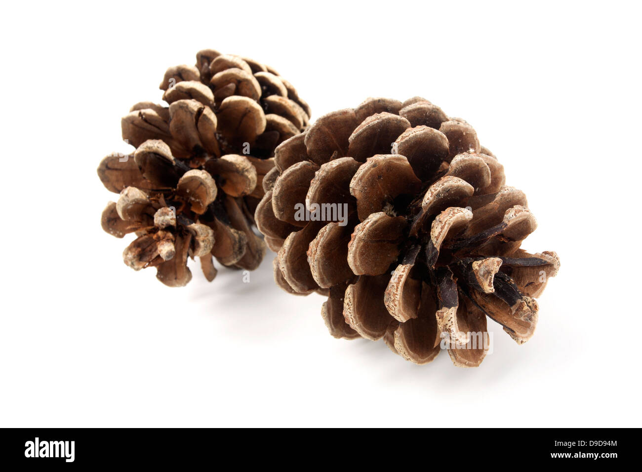 Vegetation cones hi-res stock photography and images - Alamy