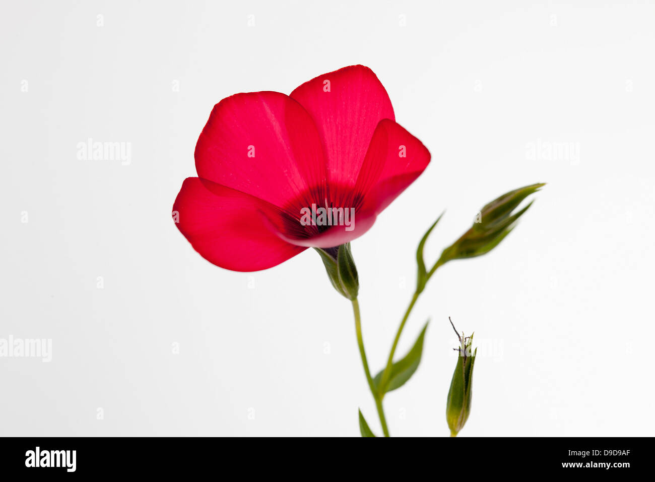 Red flax flower against white background,close up Stock Photo - Alamy