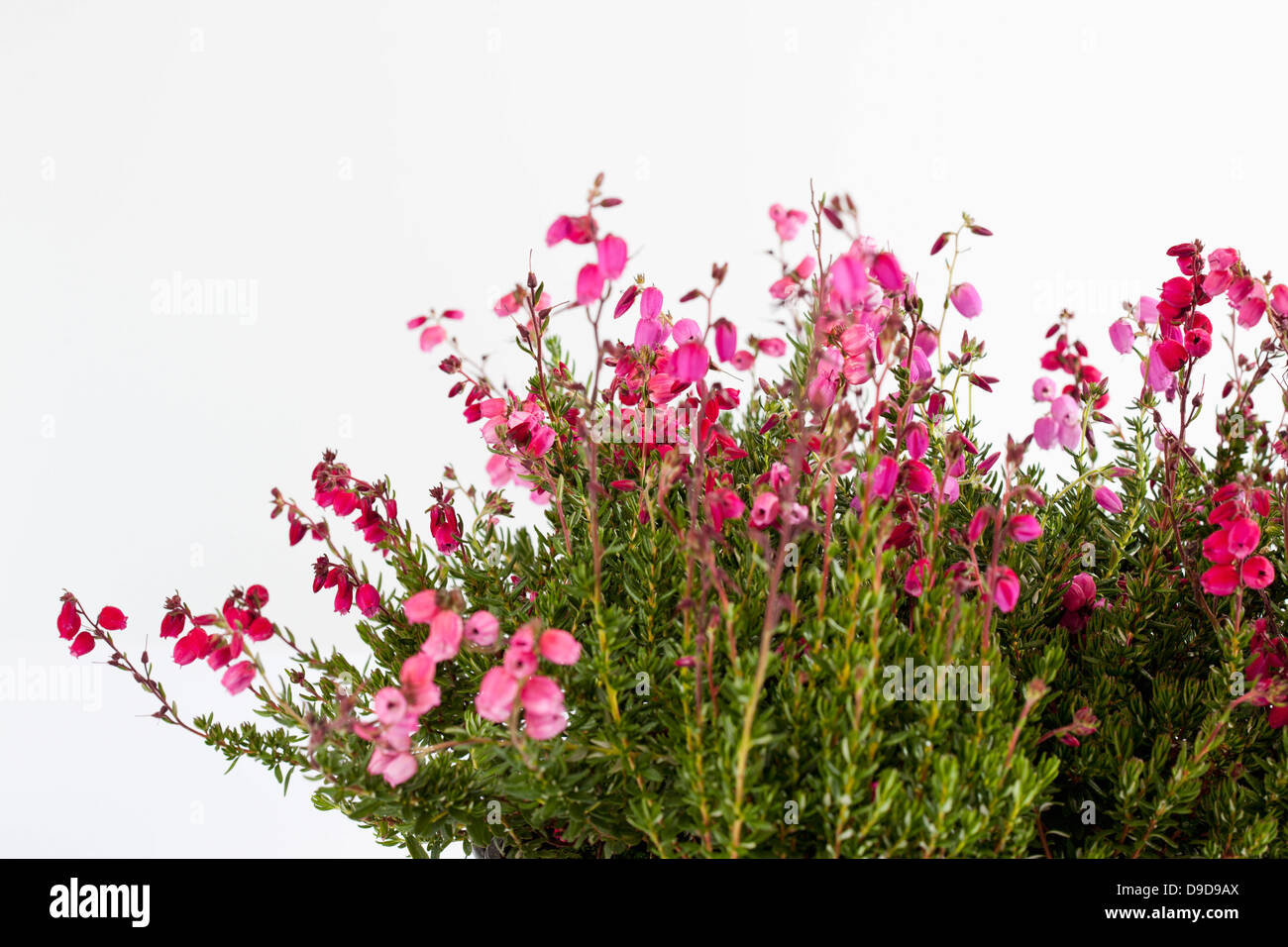 Bell heather flower against white background, close up Stock Photo - Alamy