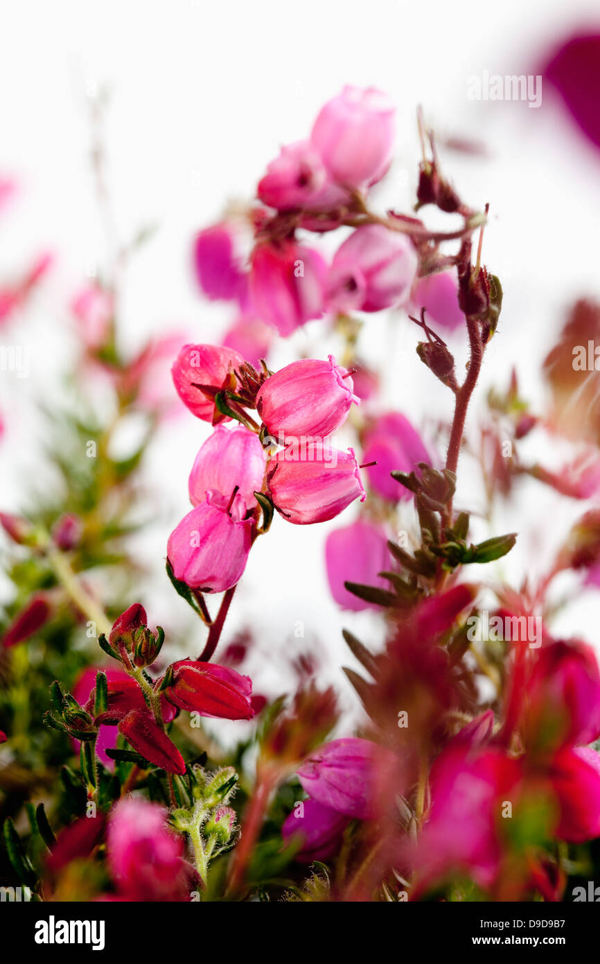 Bell heather flower against white background, close up Stock Photo - Alamy