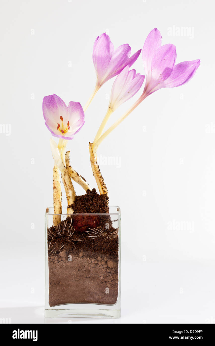 Potted crocus hi-res stock photography and images - Alamy