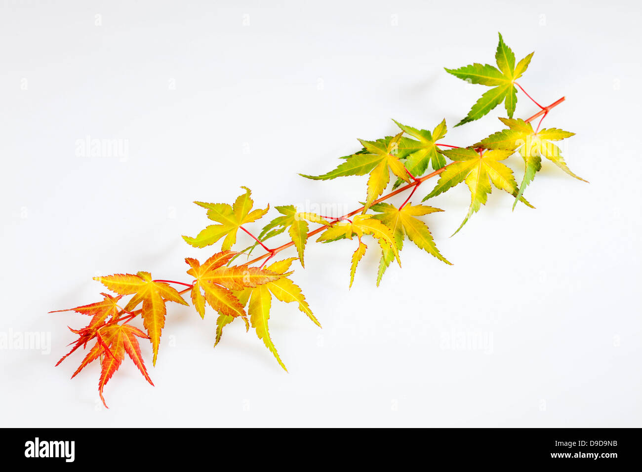 Twig of Japanese fan maple, close up Stock Photo - Alamy