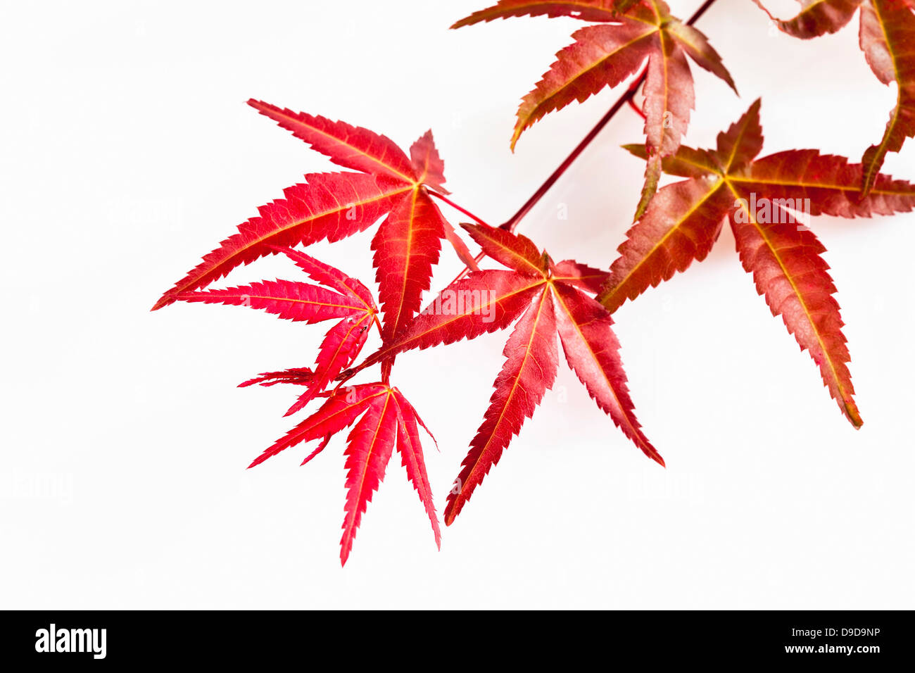 Japanese maple japanese maple hi-res stock photography and images - Alamy