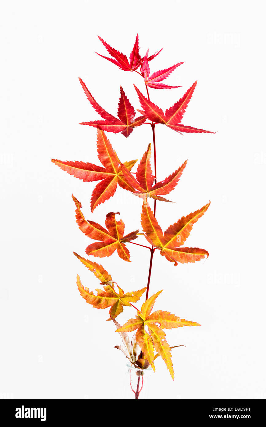 Twig of Japanese fan maple, close up Stock Photo - Alamy