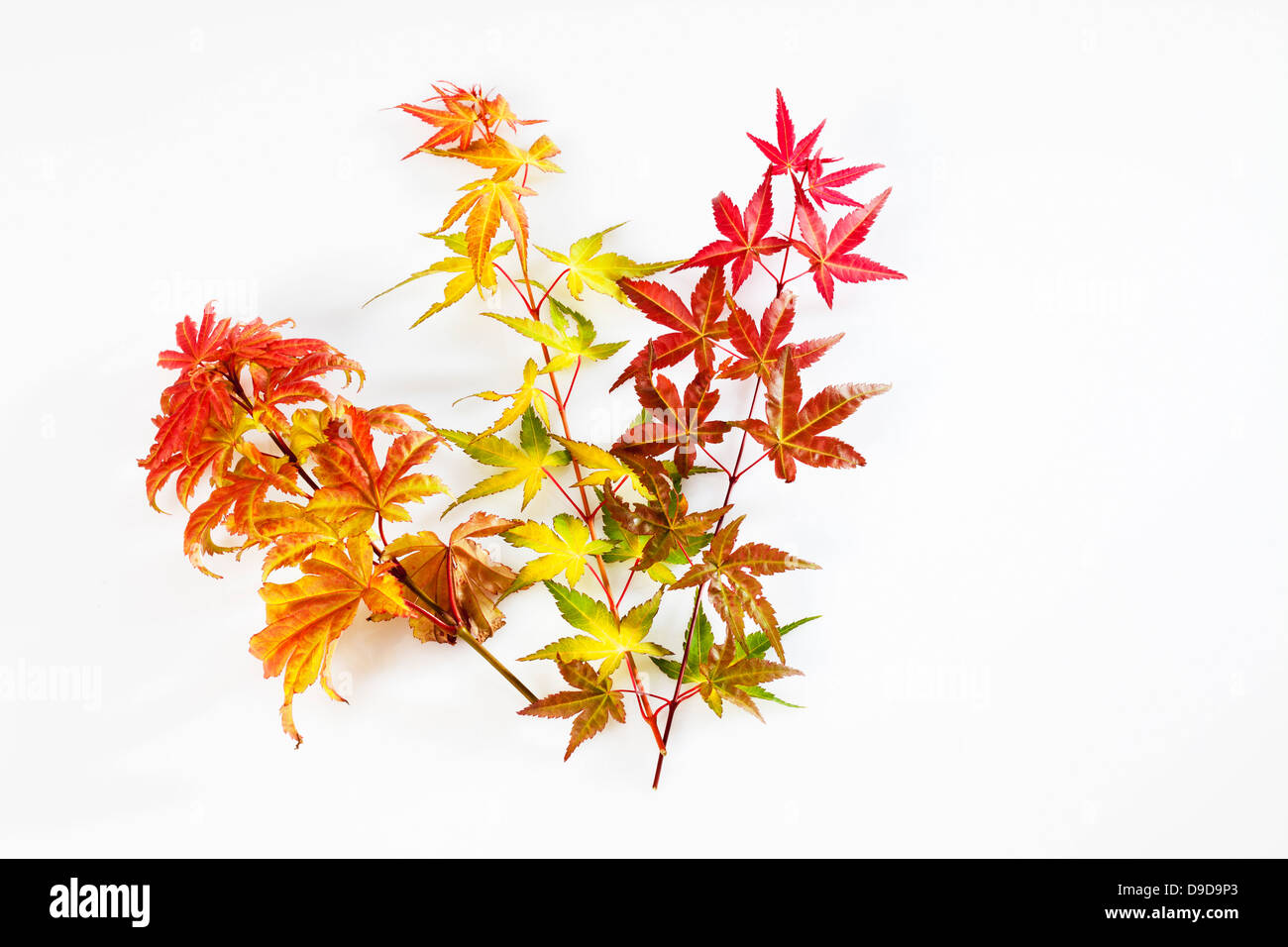 Twig of Japanese fan maple, close up Stock Photo - Alamy