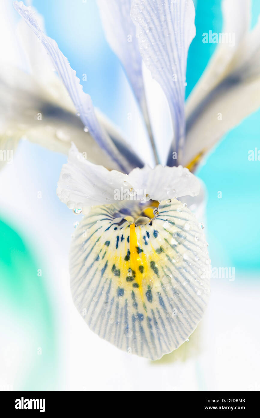 Iris flower photography hi-res stock photography and images - Alamy