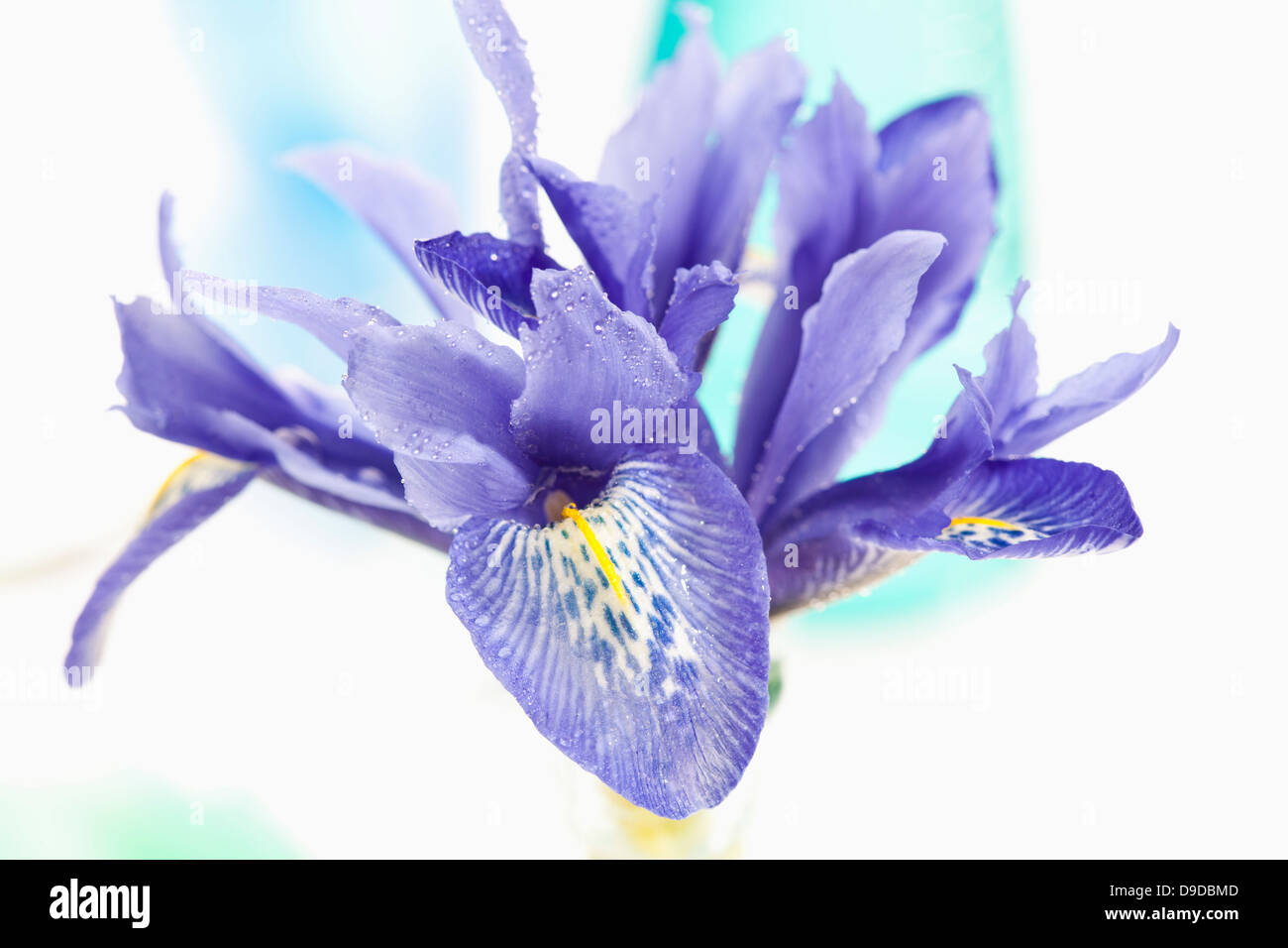 Single iris reticulata flower hi-res stock photography and images - Alamy