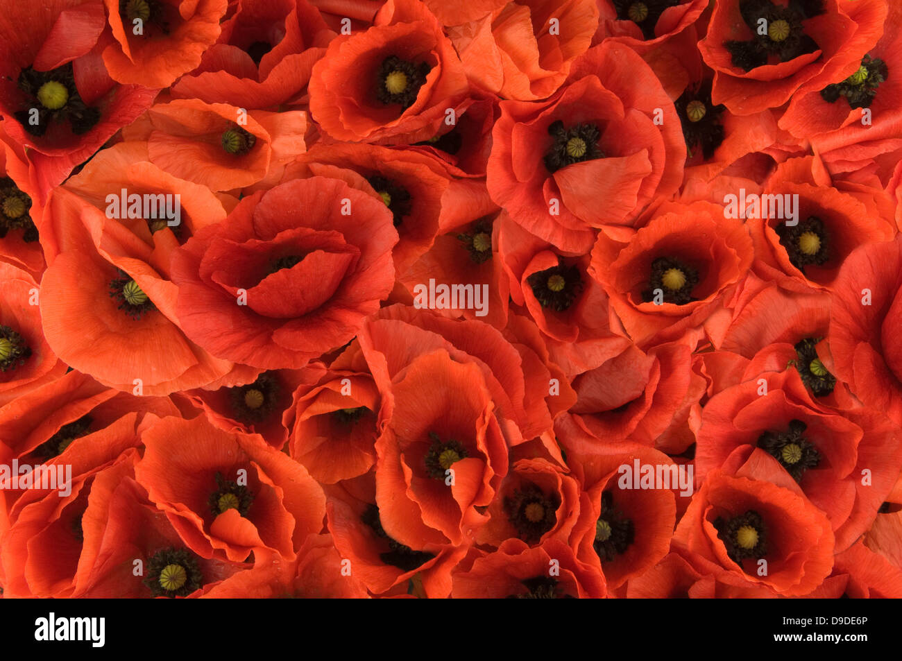 red spring poppies texture background Stock Photo - Alamy