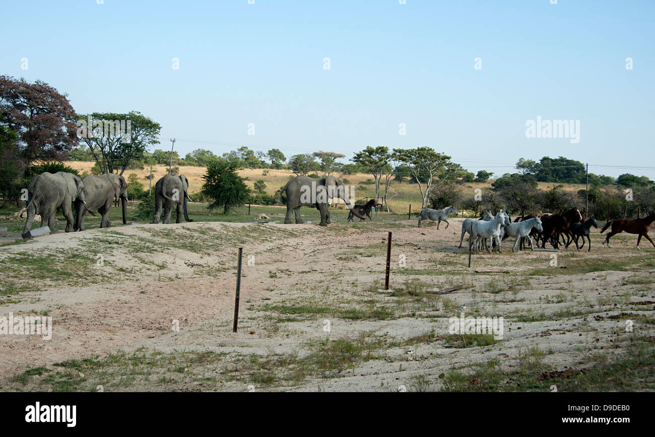 Elephants meet horses in field. Antelope Park, Zimbabwe Stock Photo - Alamy