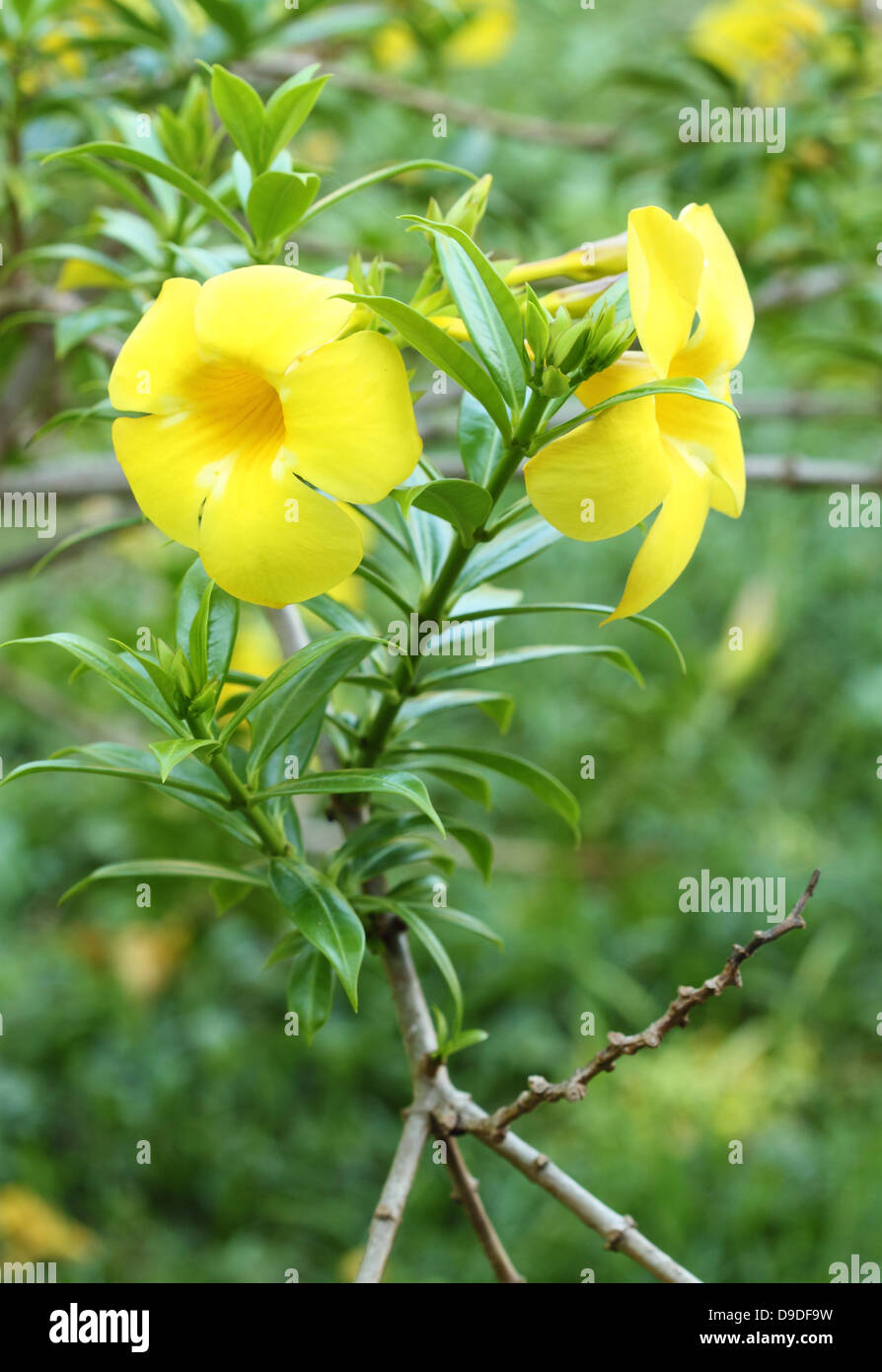 Allamanda or golden trumpet , beautiful yellow flower Stock Photo - Alamy