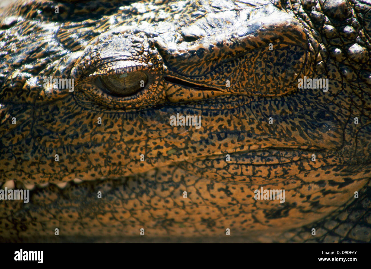 A Nile Crocodile, The Crocodile Centre, St Lucia Stock Photo - Alamy