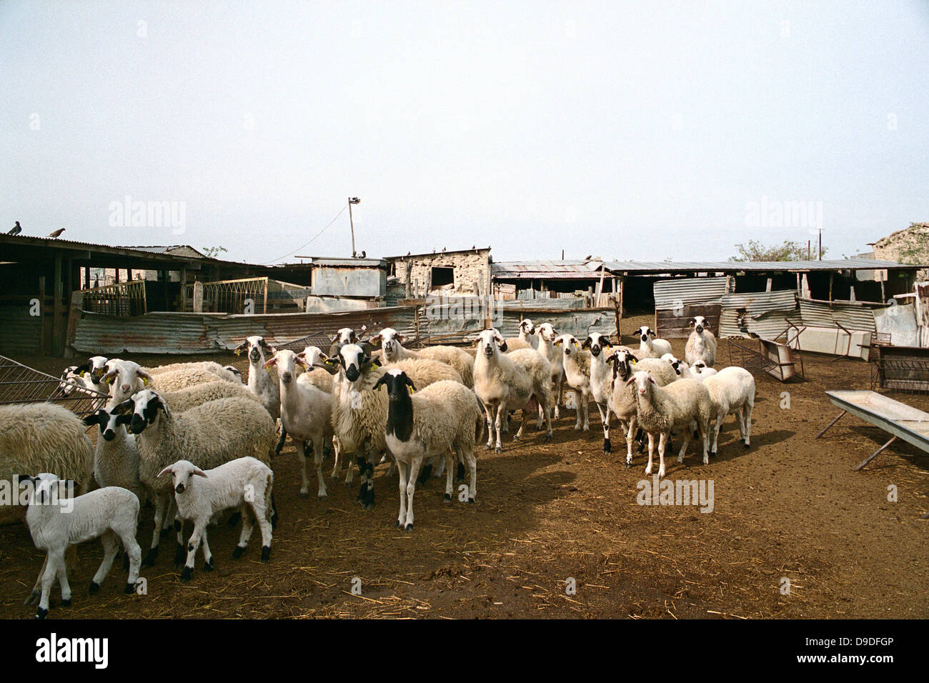 sheep on Cyprus Stock Photo - Alamy