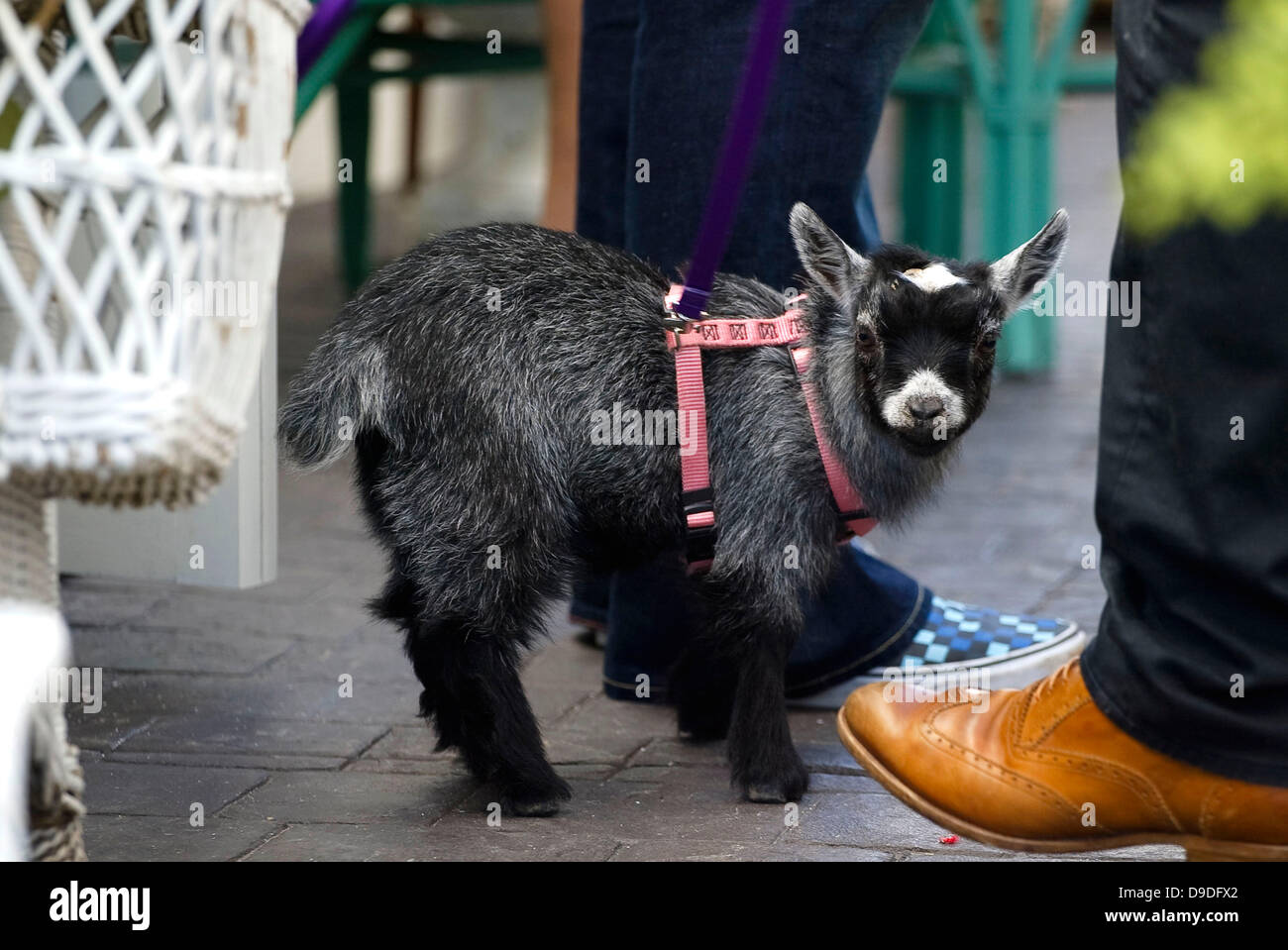Juliet the Goat Dean Mcdermott and Tori Spelling make an appearance at ...