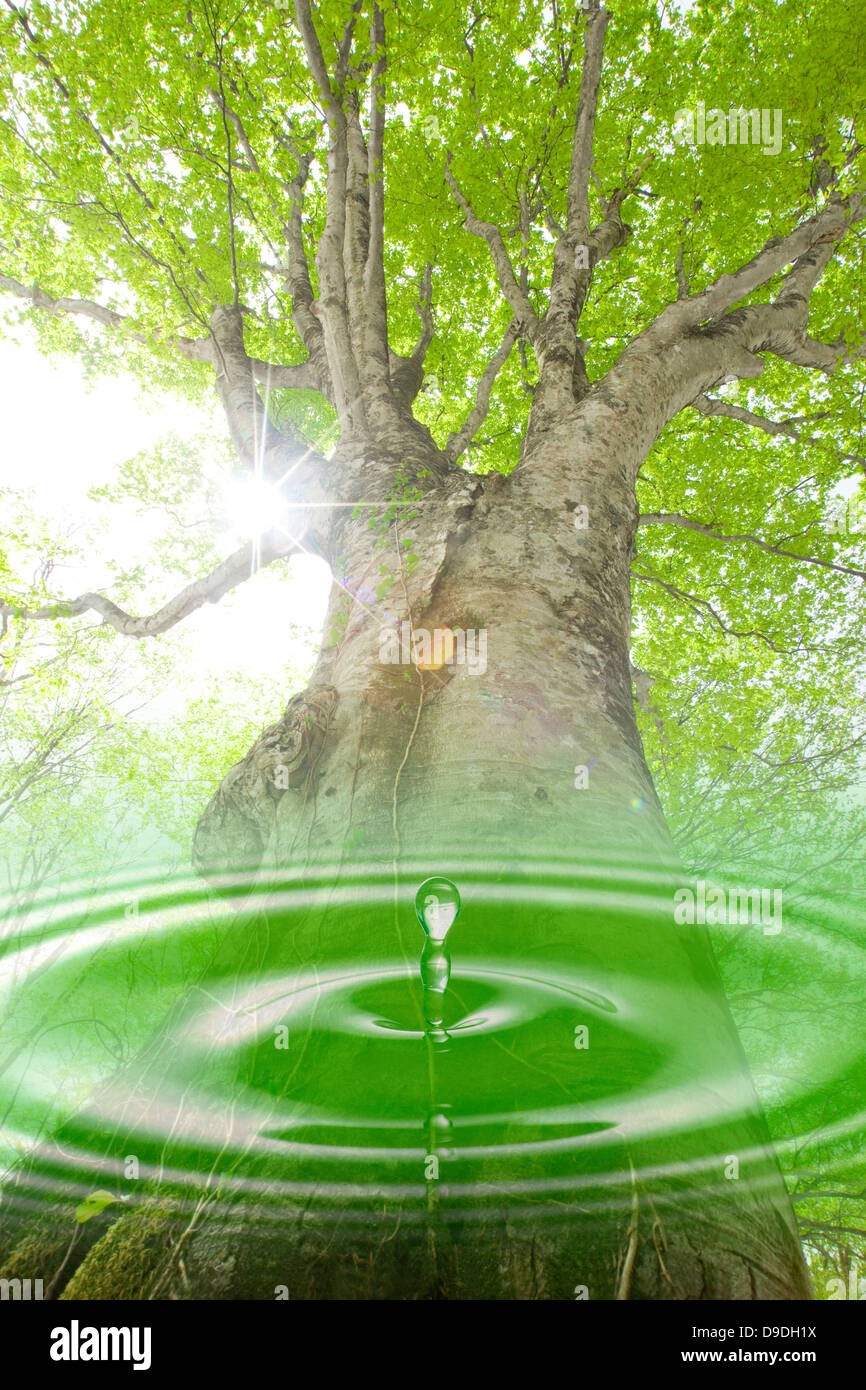 Water beech tree hi-res stock photography and images - Alamy