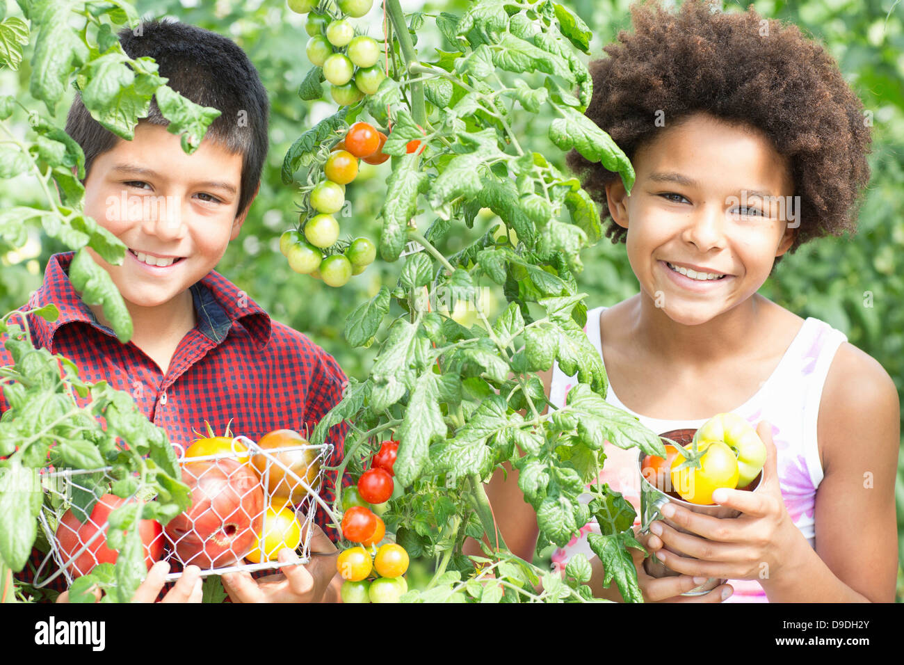 Children picking fresh tomatoes Stock Photo - Alamy