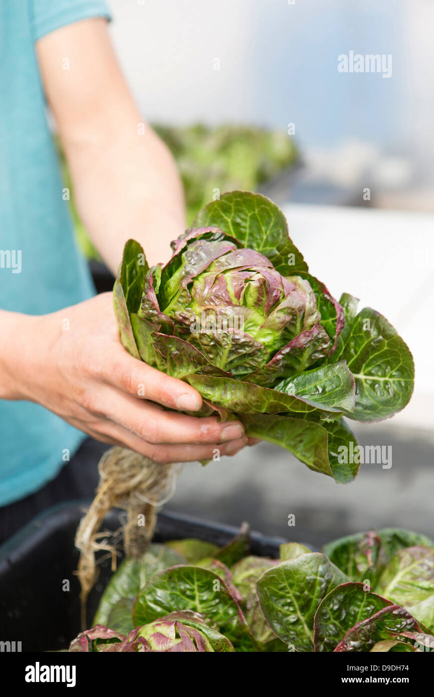 Man holding fresh lettuce Stock Photo - Alamy