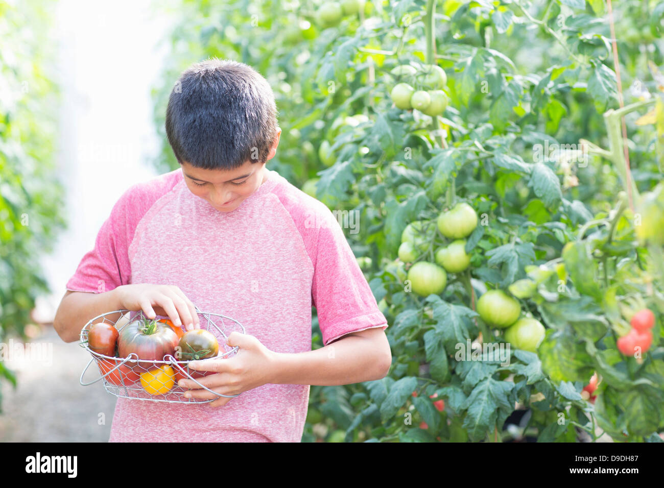Picking tomatoes hi-res stock photography and images - Alamy