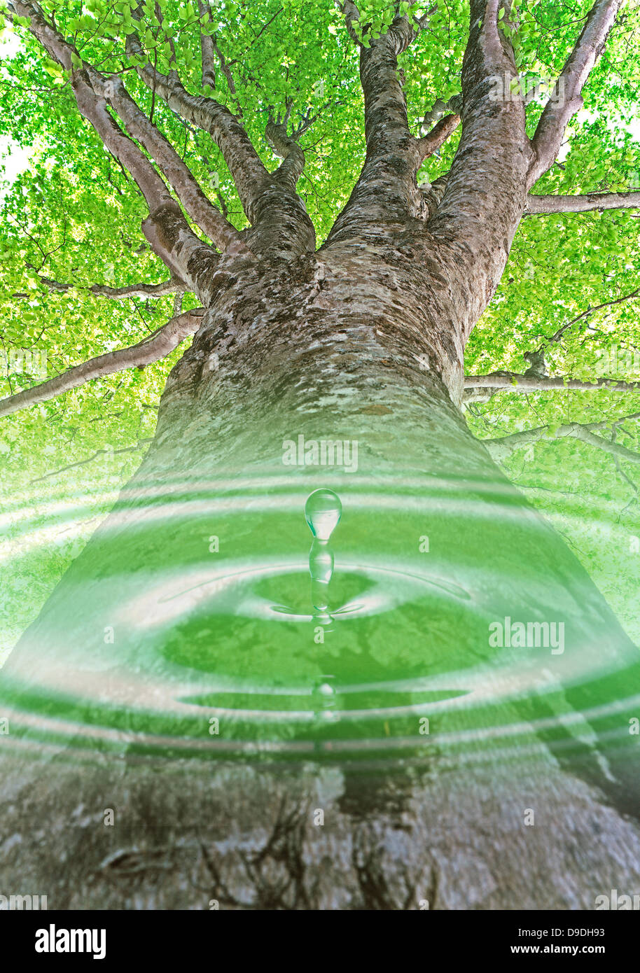 Water droplet and beech tree Stock Photo - Alamy