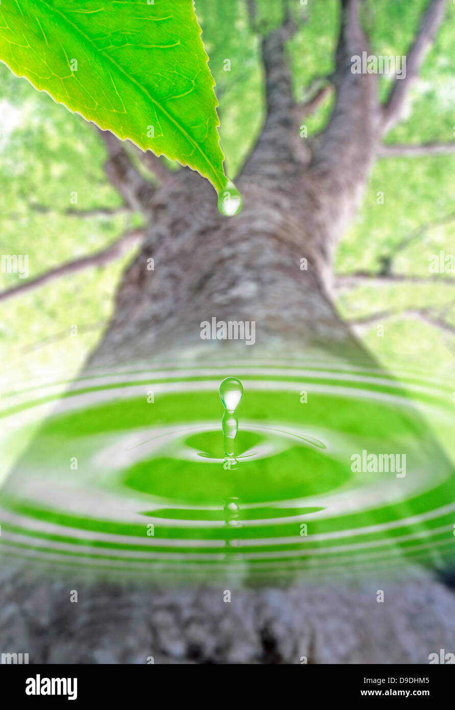 Water beech tree hi-res stock photography and images - Alamy