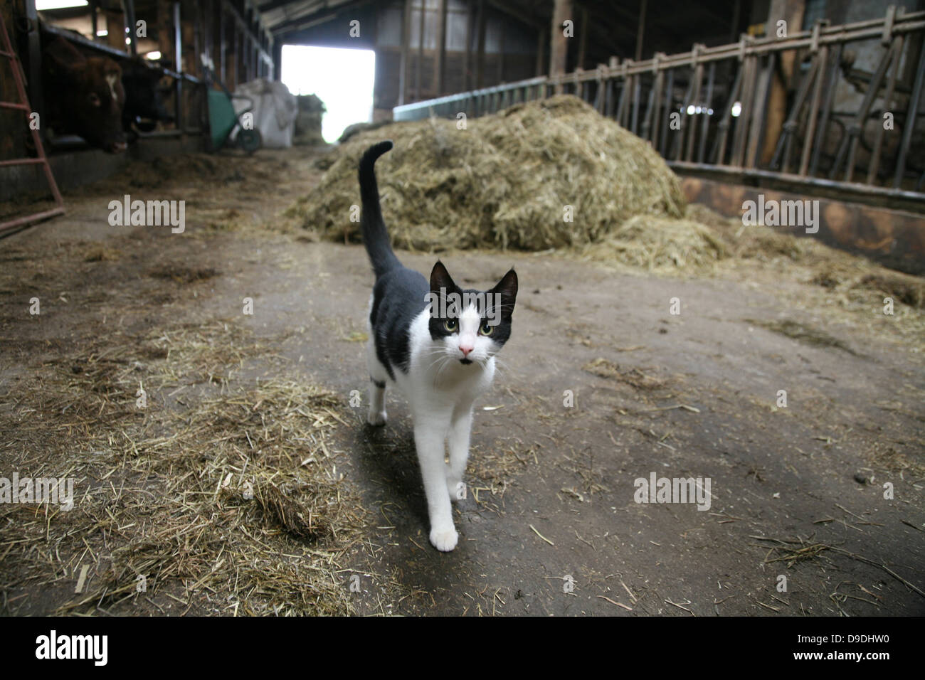 cat in the stable Stock Photo - Alamy