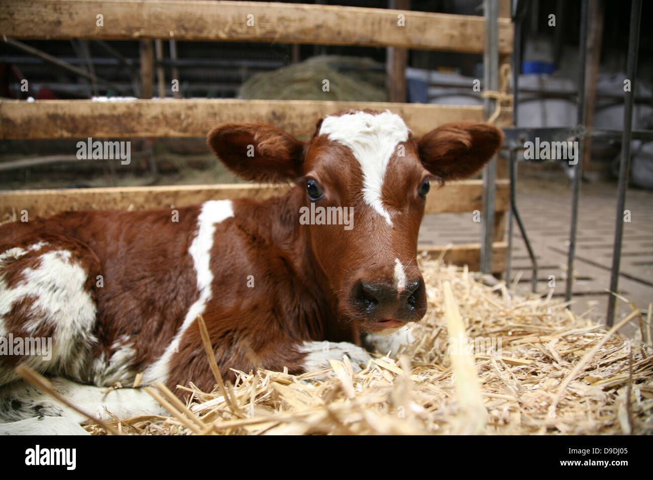 Beef cattle barn hi-res stock photography and images - Alamy
