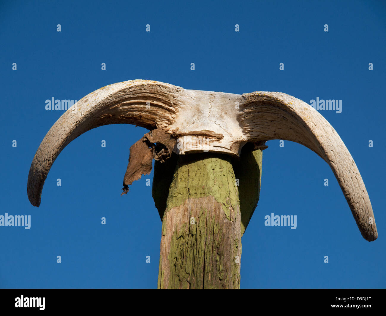 The horns and skull of a goat, on a pole in Portugal Stock Photo - Alamy