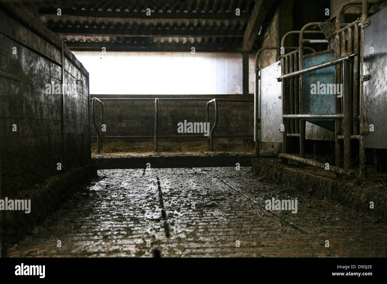 Cleaning of cows hi-res stock photography and images - Alamy