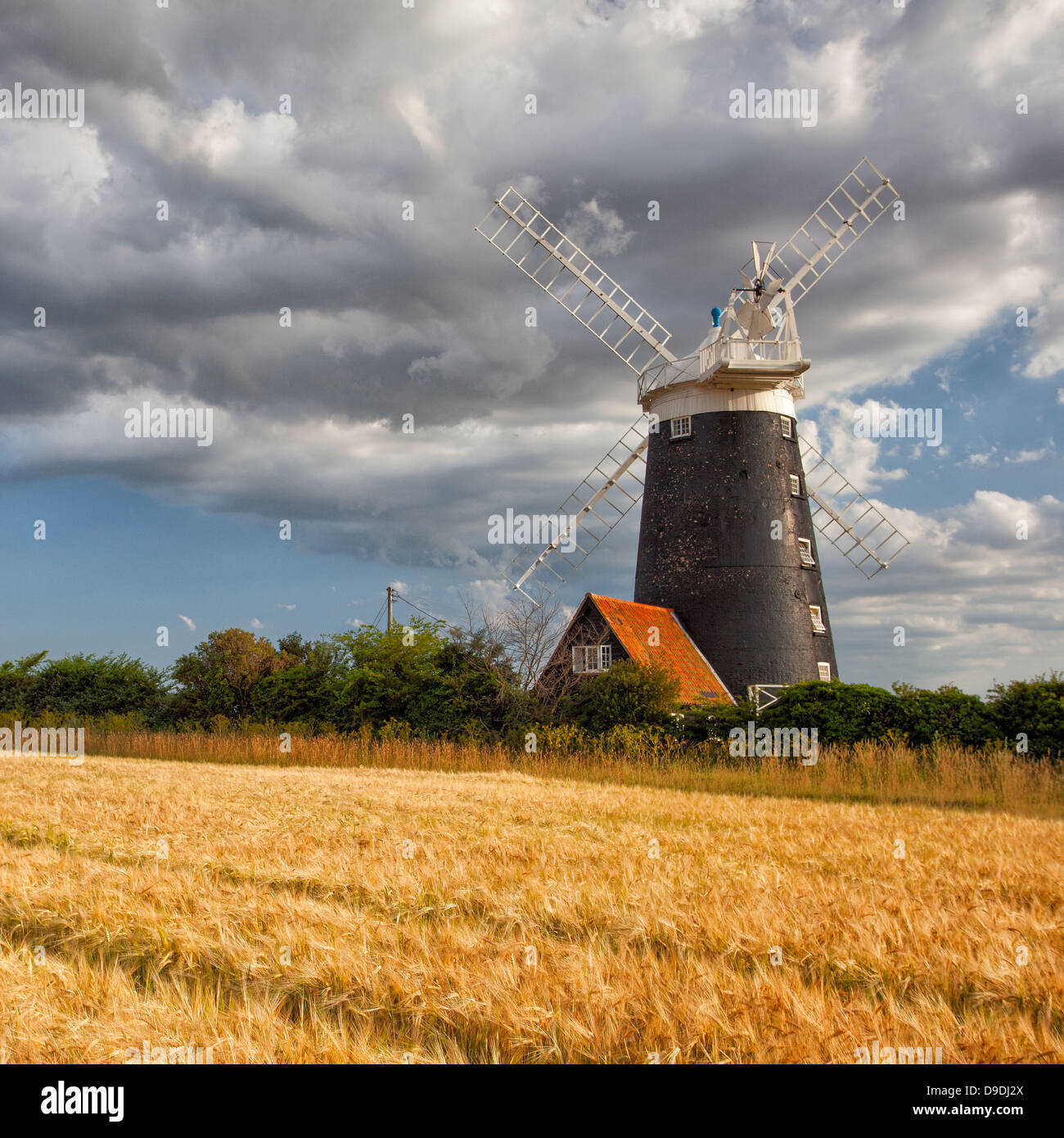 Windmill on the edge of a barley field Stock Photo - Alamy