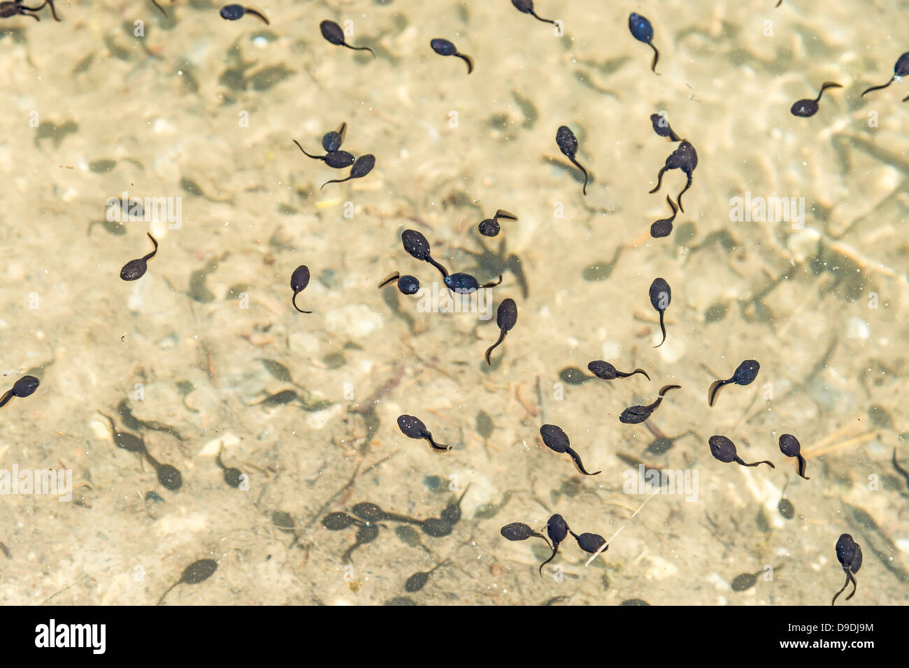 Baby Tadpoles High Resolution Stock Photography and Images - Alamy