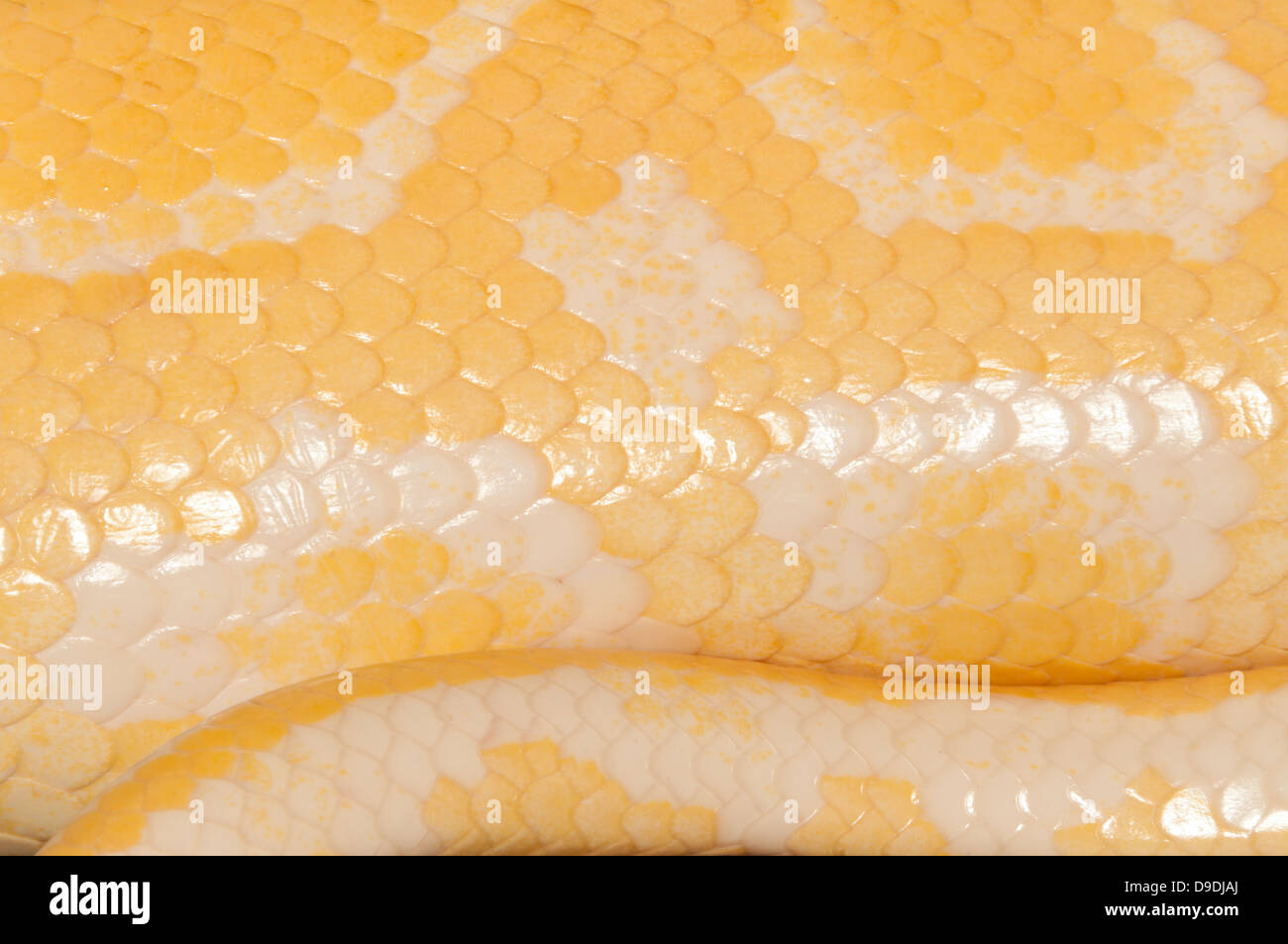 Albino Burmese Python (Python molurus bivittatus) skin Stock Photo - Alamy
