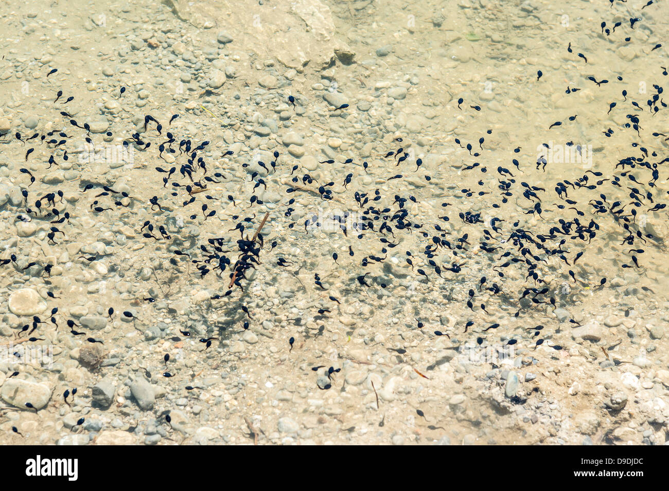 Baby Tadpoles High Resolution Stock Photography and Images - Alamy