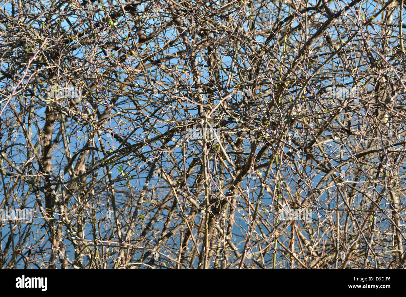 Thorn bush next to lake Stock Photo - Alamy