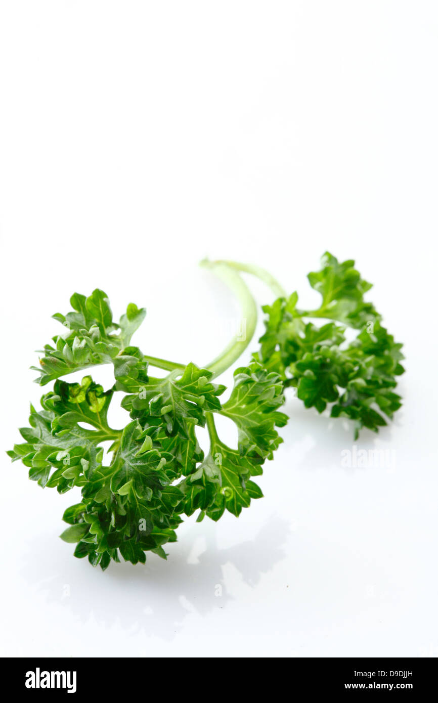 parsley on white background Stock Photo - Alamy
