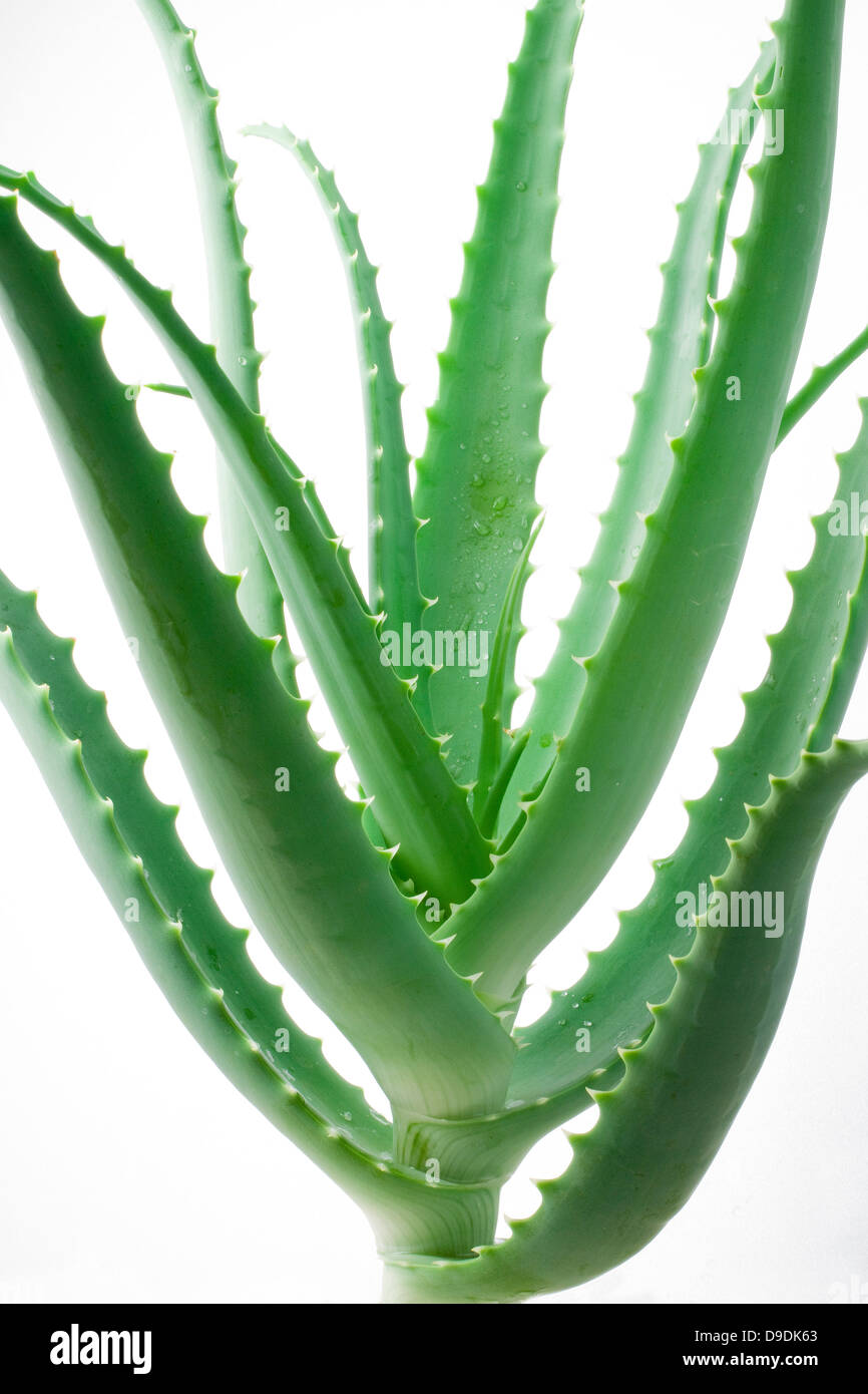 Aloe fiber hi-res stock photography and images - Alamy