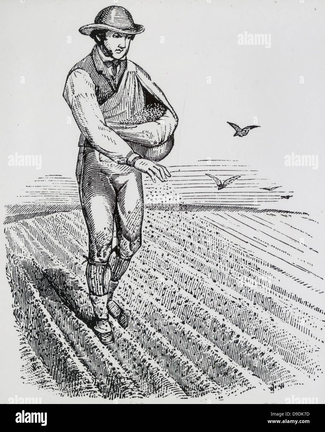 Solwing seed broadcast using a sowing sheet. Engraving, 1855 Stock ...