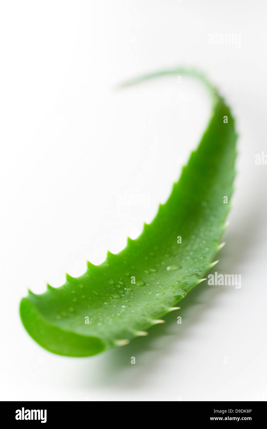 Aloe fiber hi-res stock photography and images - Alamy