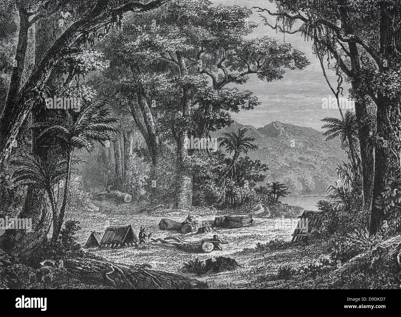 Collecting cinchona bark, the source of Quinine, in the forests of ...