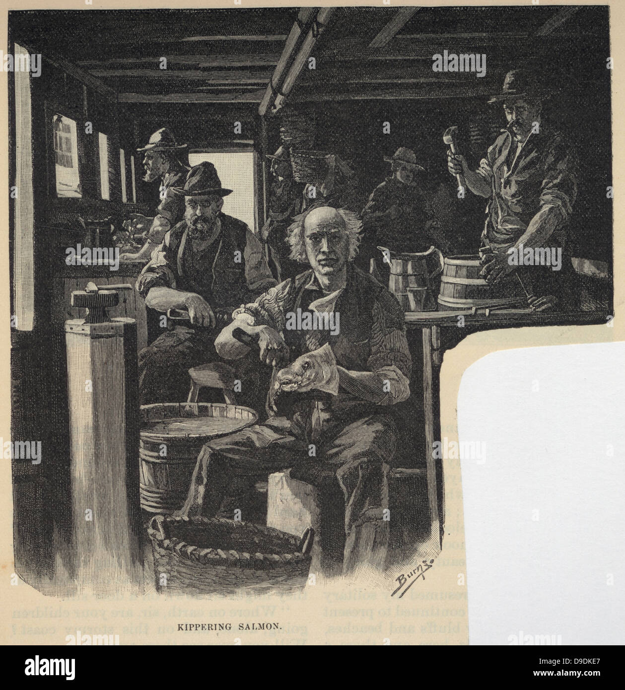 Kippering salmon labrador hi-res stock photography and images - Alamy