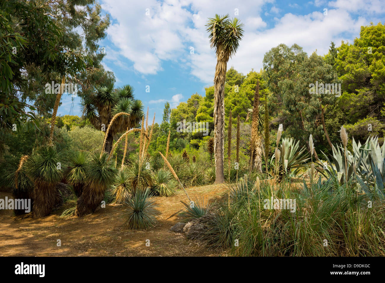 Various cactus plants growing on the island Lokrum in Croatia near the ...