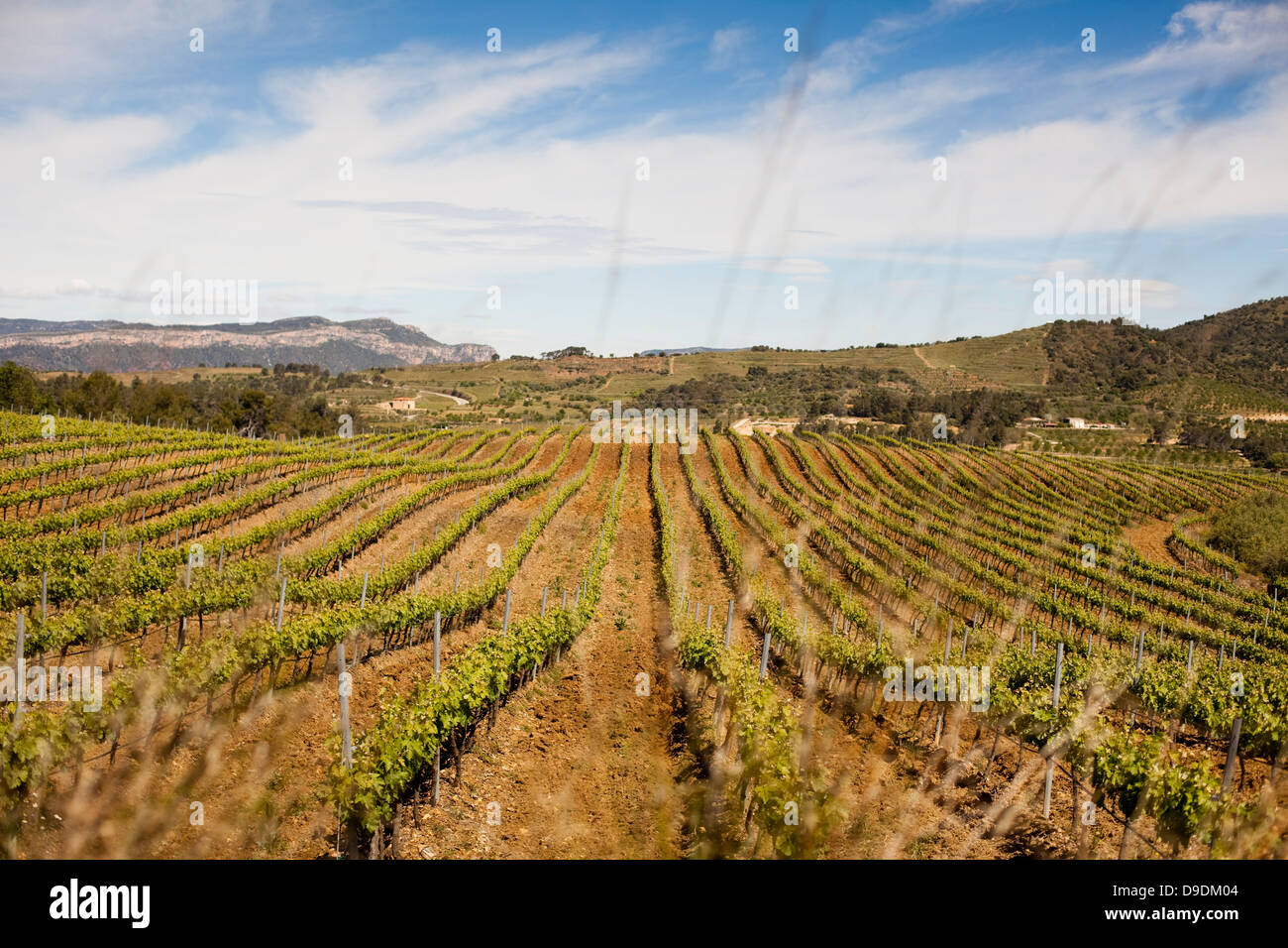 Priorato wine hi-res stock photography and images - Alamy