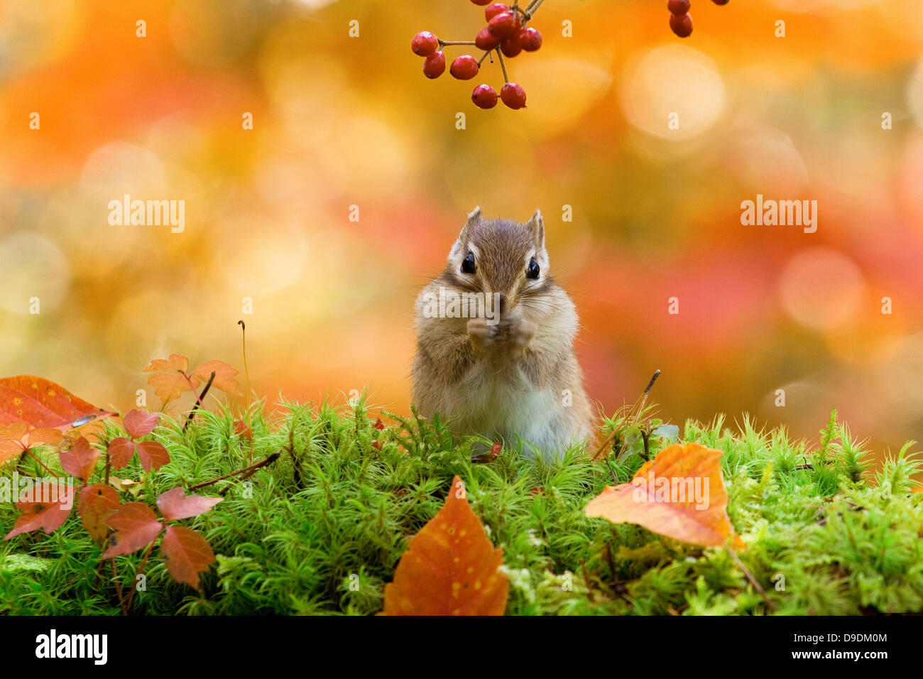 Chipmunk eating fruit hi-res stock photography and images - Alamy